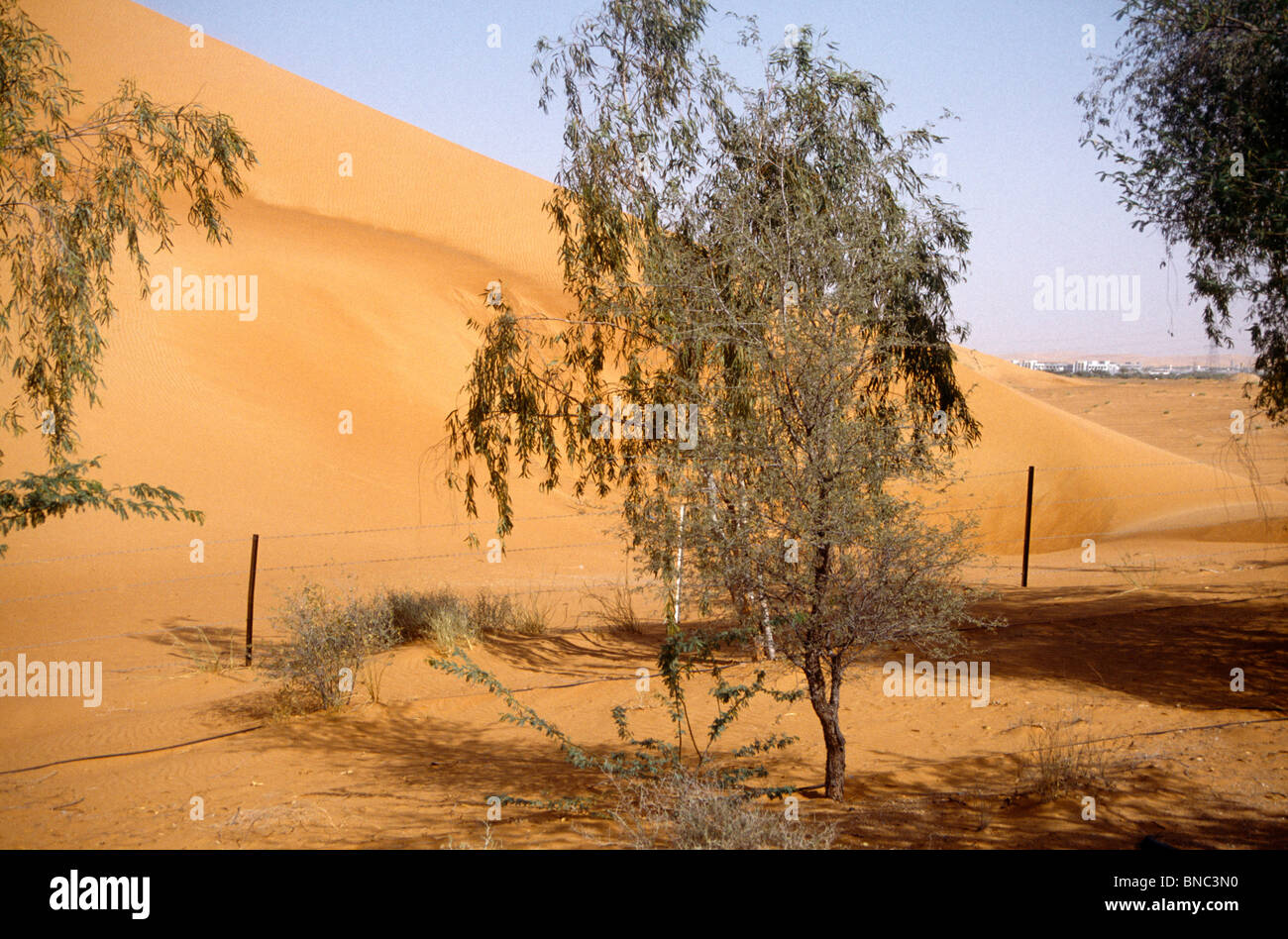 Abu Dhabi UAE Al Ain Desert Desiccated Tree Stock Photo - Alamy