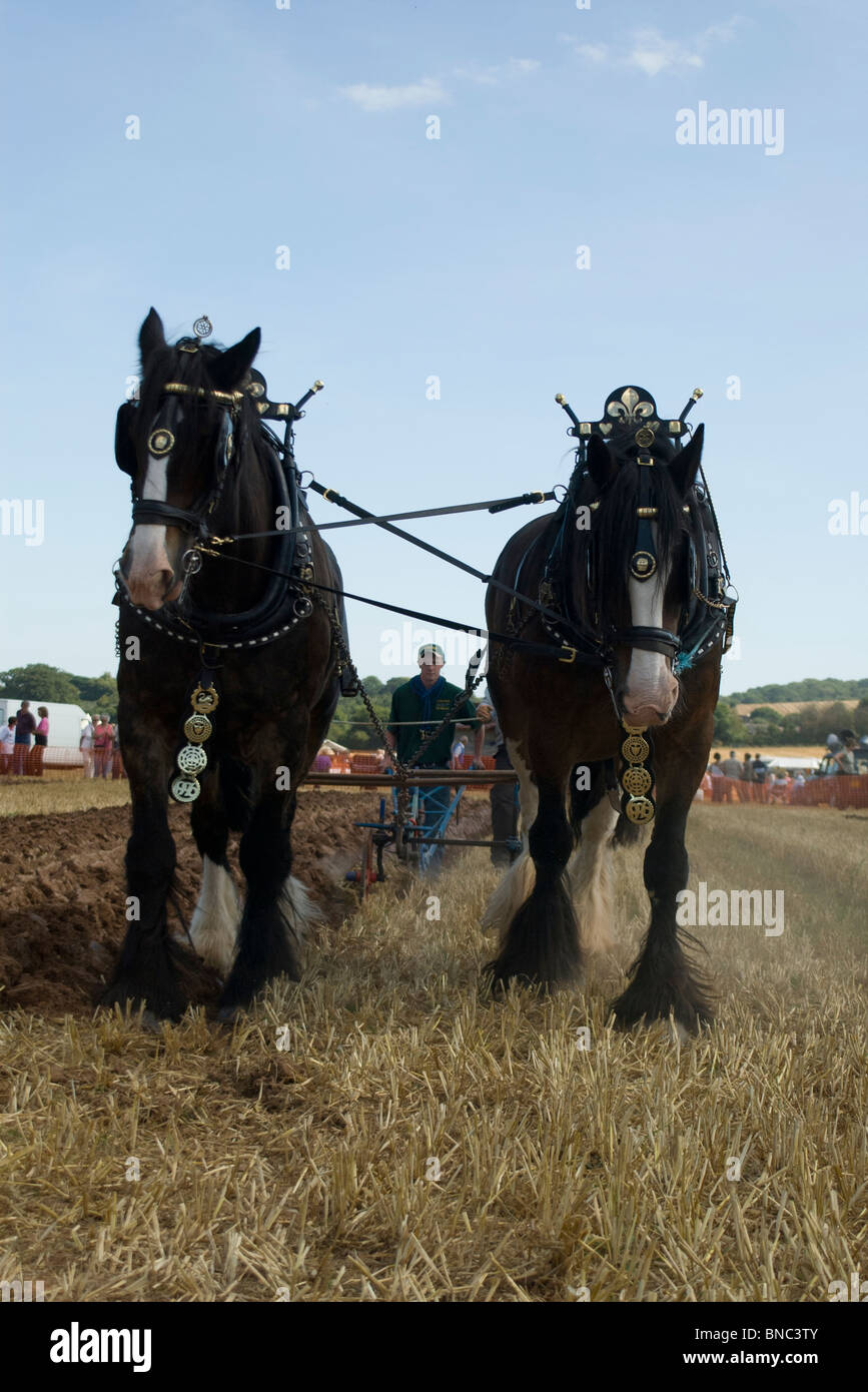 Heavy Horses at work Stock Photo - Alamy