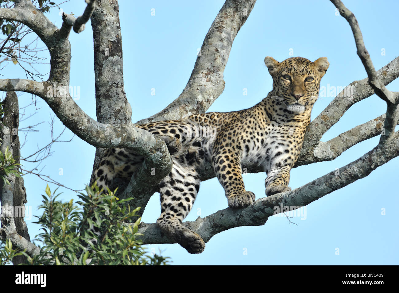 Female leopard panthera pardus hi-res stock photography and images - Alamy