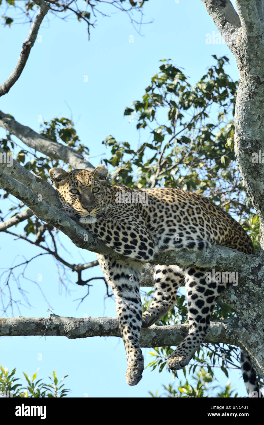 Adult female Leopard, Panthera pardus, in tree, Masai Mara National ...