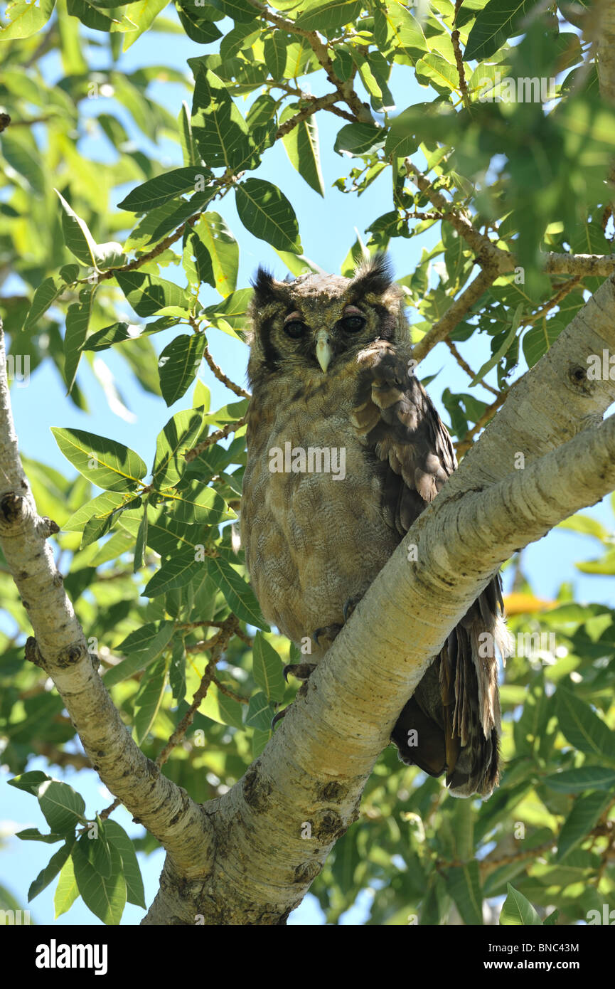 Verreaux's Eagle-Owl, Bubo lacteus, Masai Mara National Reserve, Kenya ...