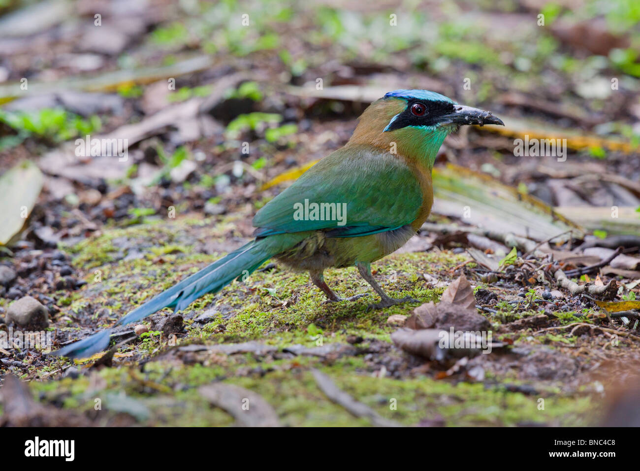 Motmot bird hi-res stock photography and images - Alamy