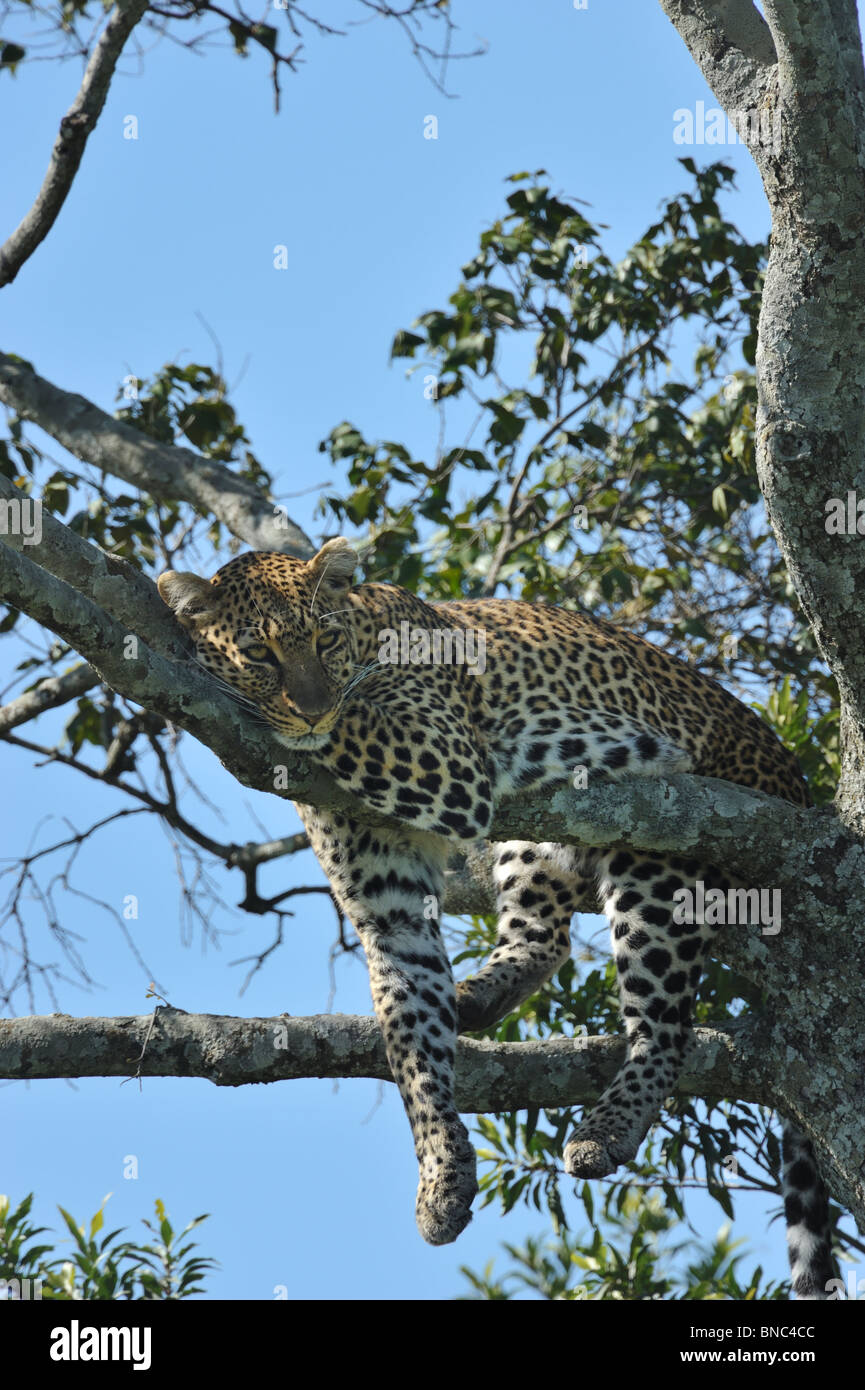 Adult female leopard panthera pardus hi-res stock photography and ...