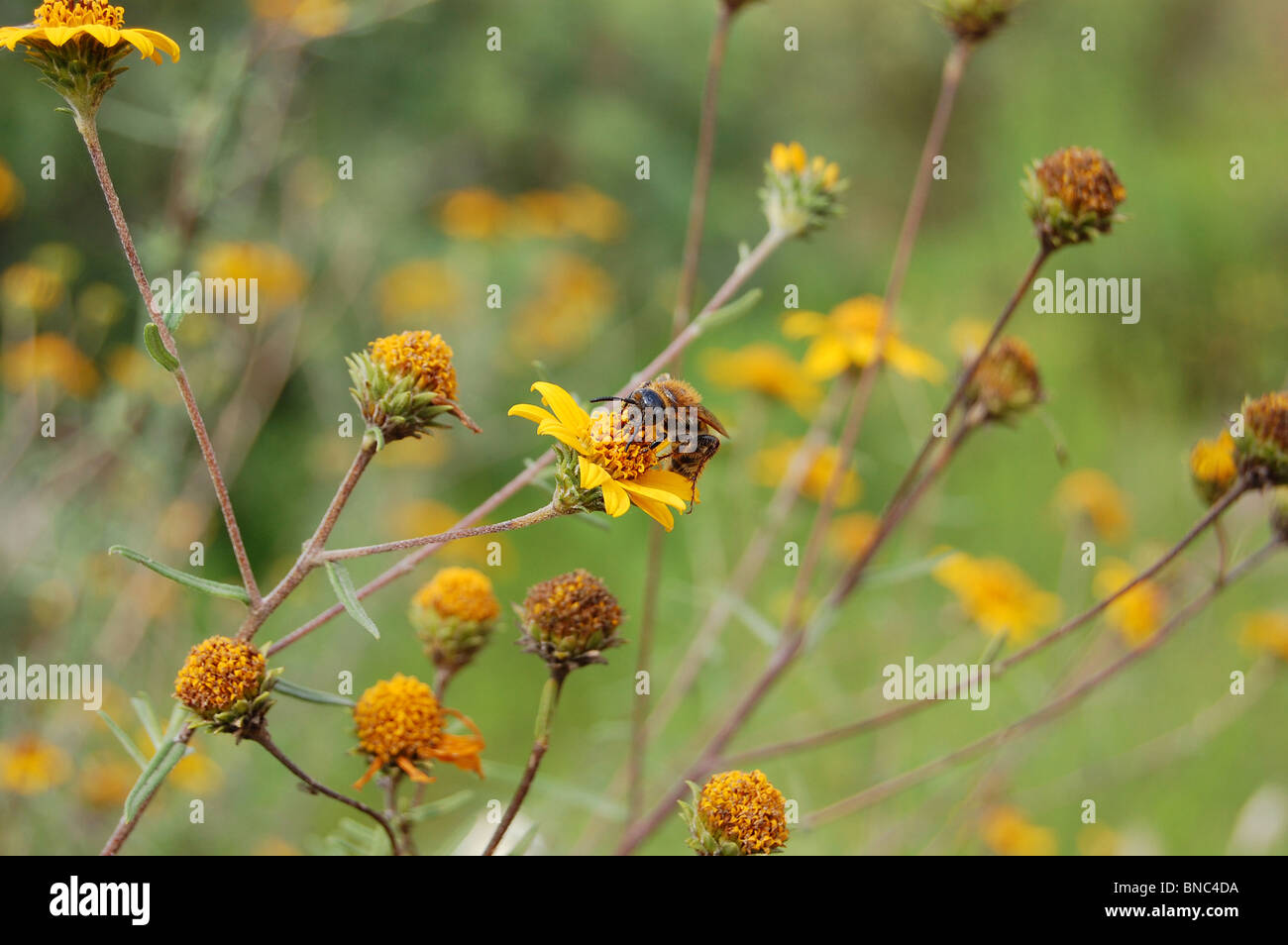 Wasp feeding on nectar in a park in Mexico Stock Photo - Alamy