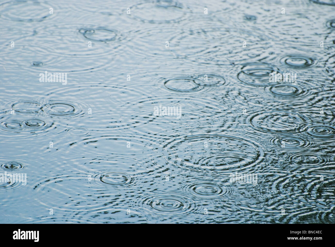 Raindrops creating ripples on water surface in a pond Stock Photo - Alamy