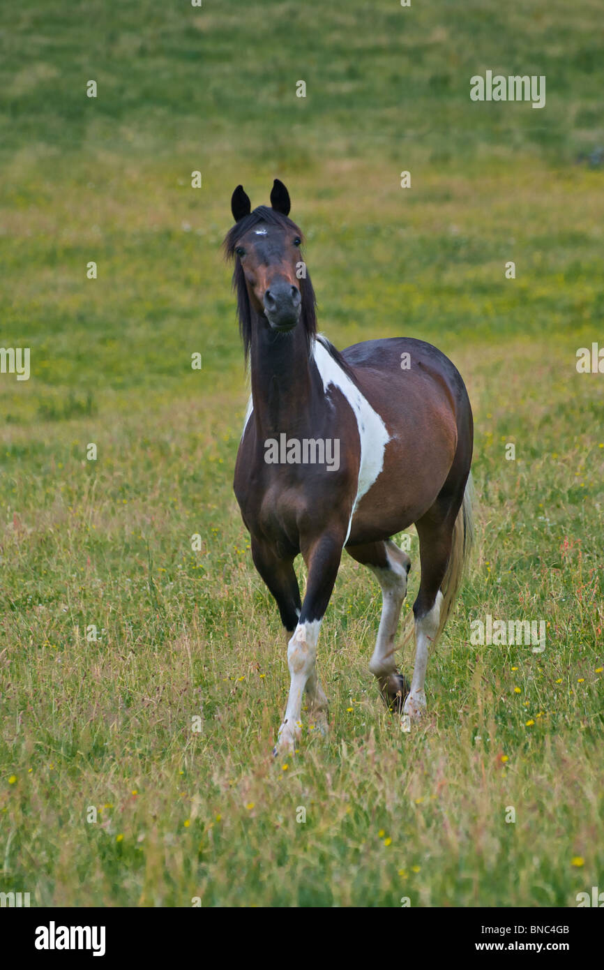 Brown horse trotting hi-res stock photography and images - Alamy