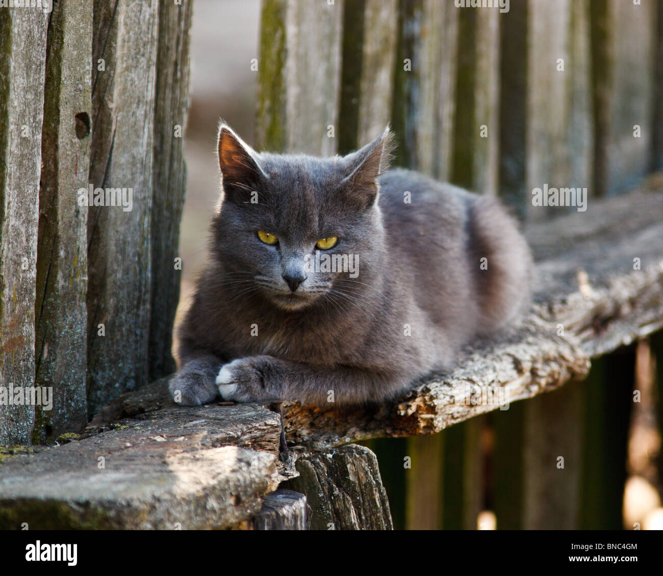 The grey malicious cat sits on a bench Stock Photo - Alamy