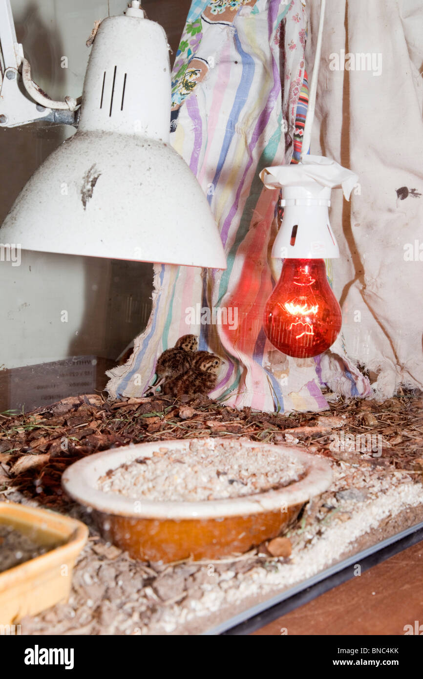 Grey Partridge chicks in a brooder belongs to photographer Stock Photo ...