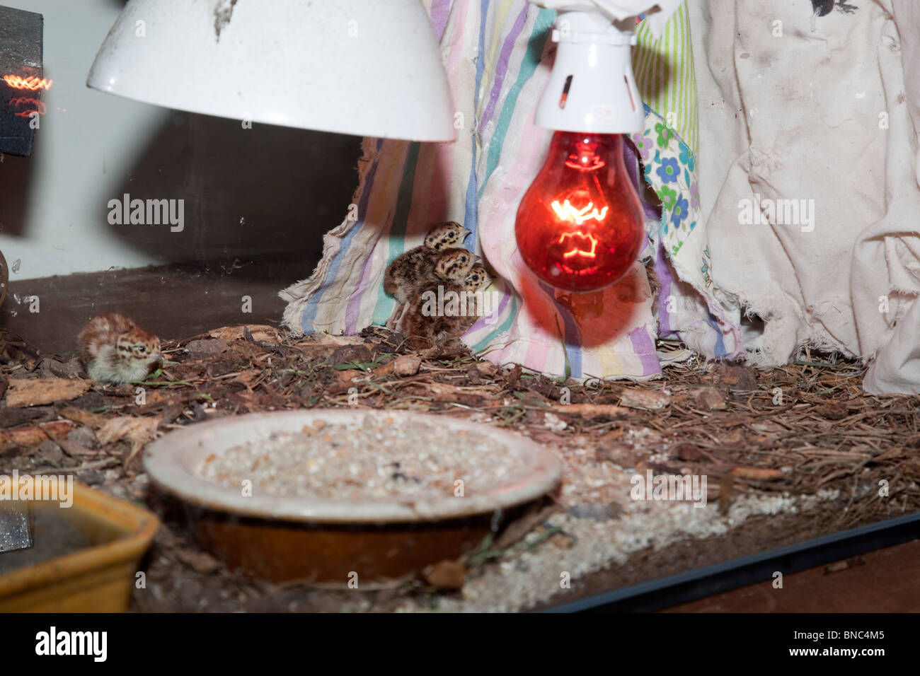 Grey Partridge chicks in a brooder - belongs to photographer Stock ...