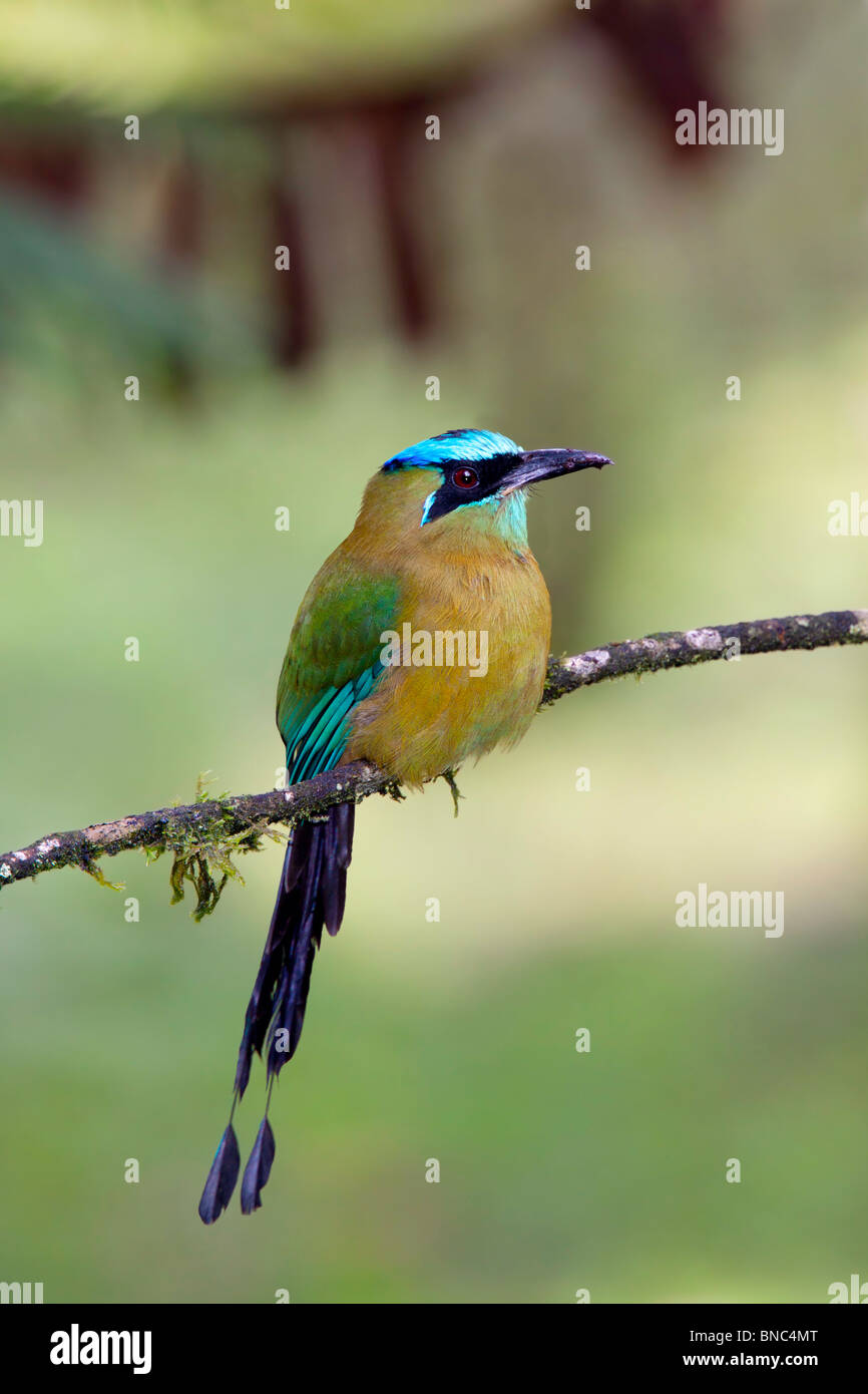 Motmot bird hi-res stock photography and images - Alamy