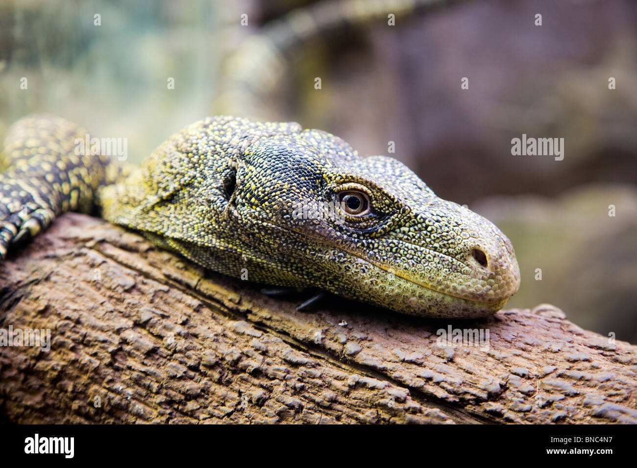 Green lizard resting on a trunk, closely watching you Stock Photo - Alamy