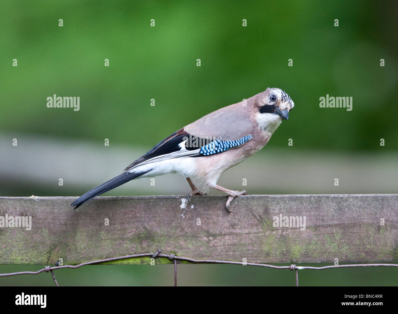 Eurasian Jay, Garrulus glandarius Stock Photo - Alamy