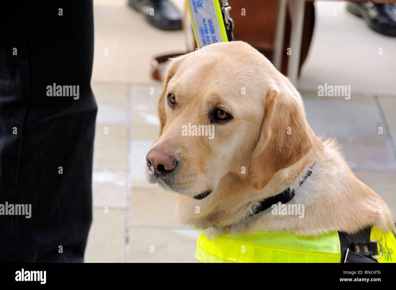Guide dog hi-res stock photography and images - Alamy