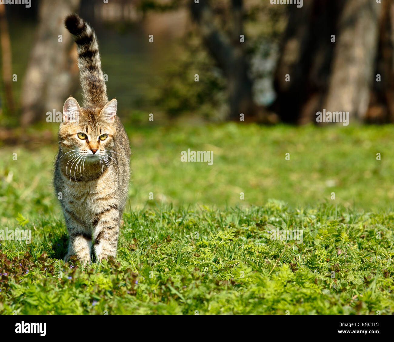 The cat runs on a lawn having lifted a tail Stock Photo - Alamy