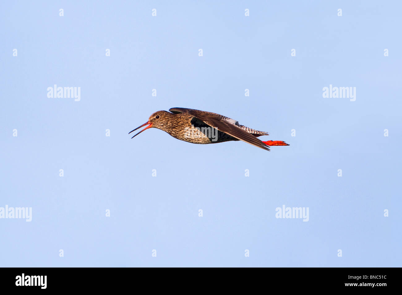 Redshank in flight hi-res stock photography and images - Alamy