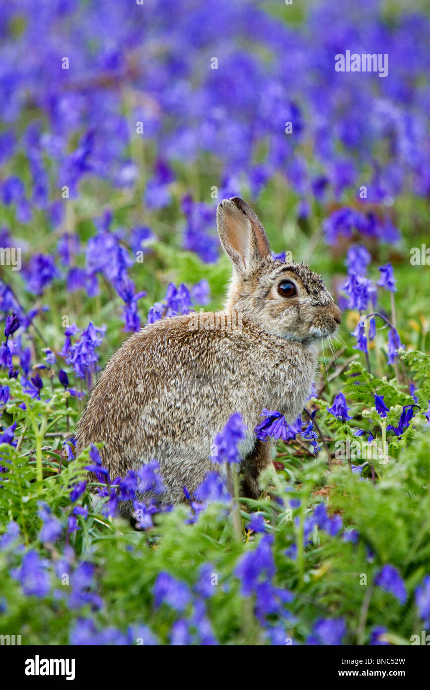 Bluebells hi-res stock photography and images - Alamy