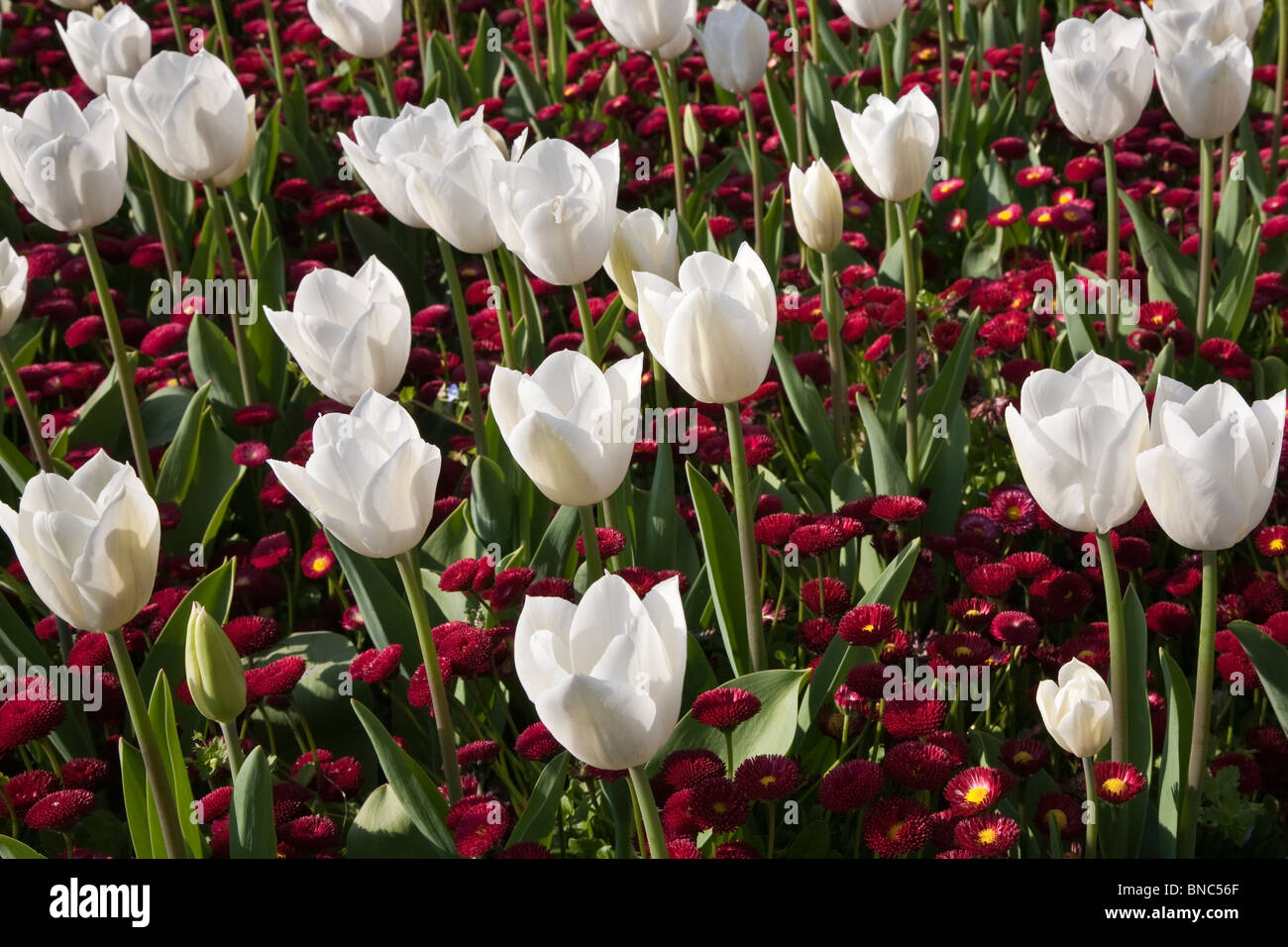 Tulip flowers in Istanbul, Turkey Stock Photo - Alamy