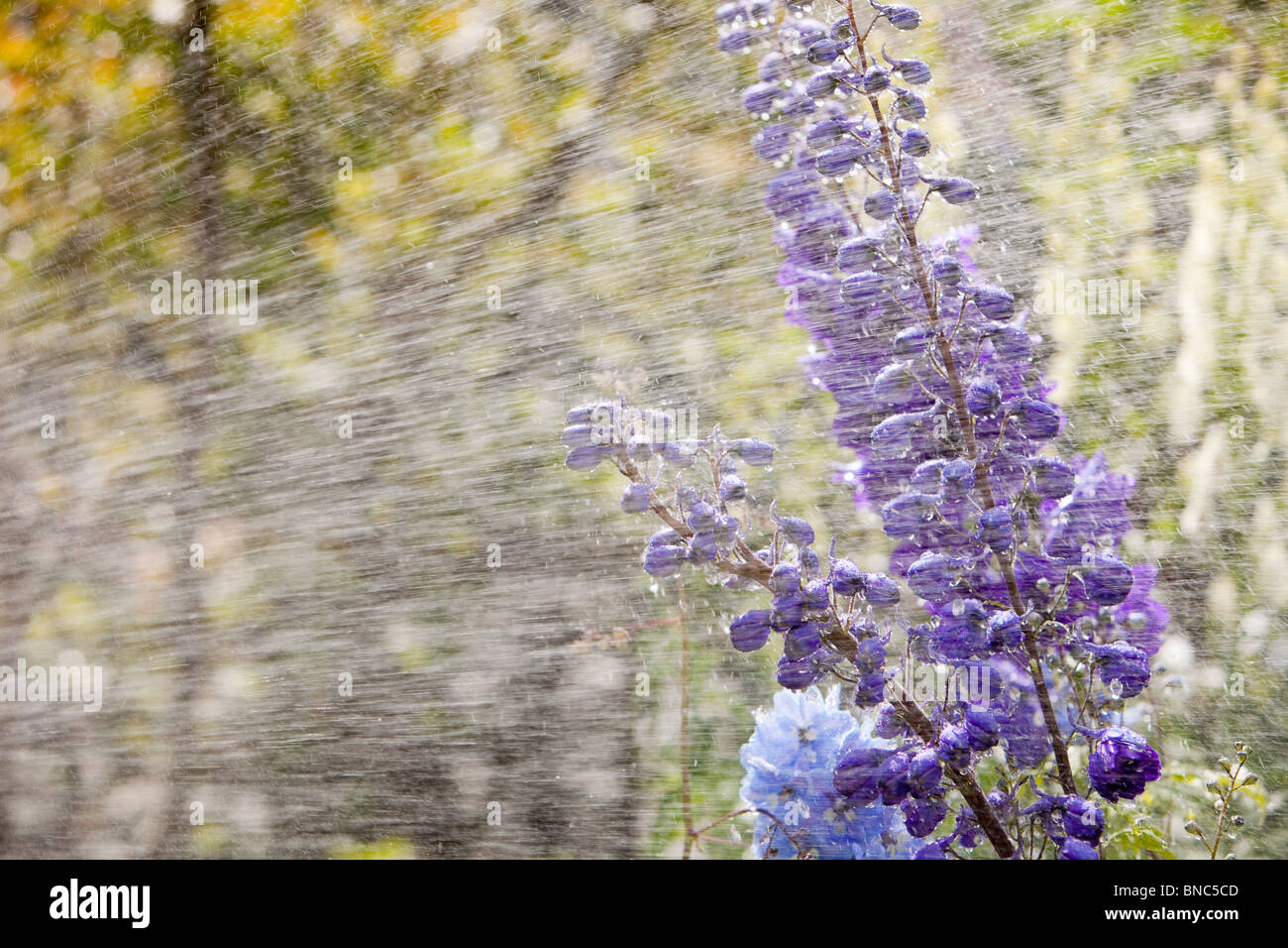 Watering the garden with a hose pipe Stock Photo - Alamy