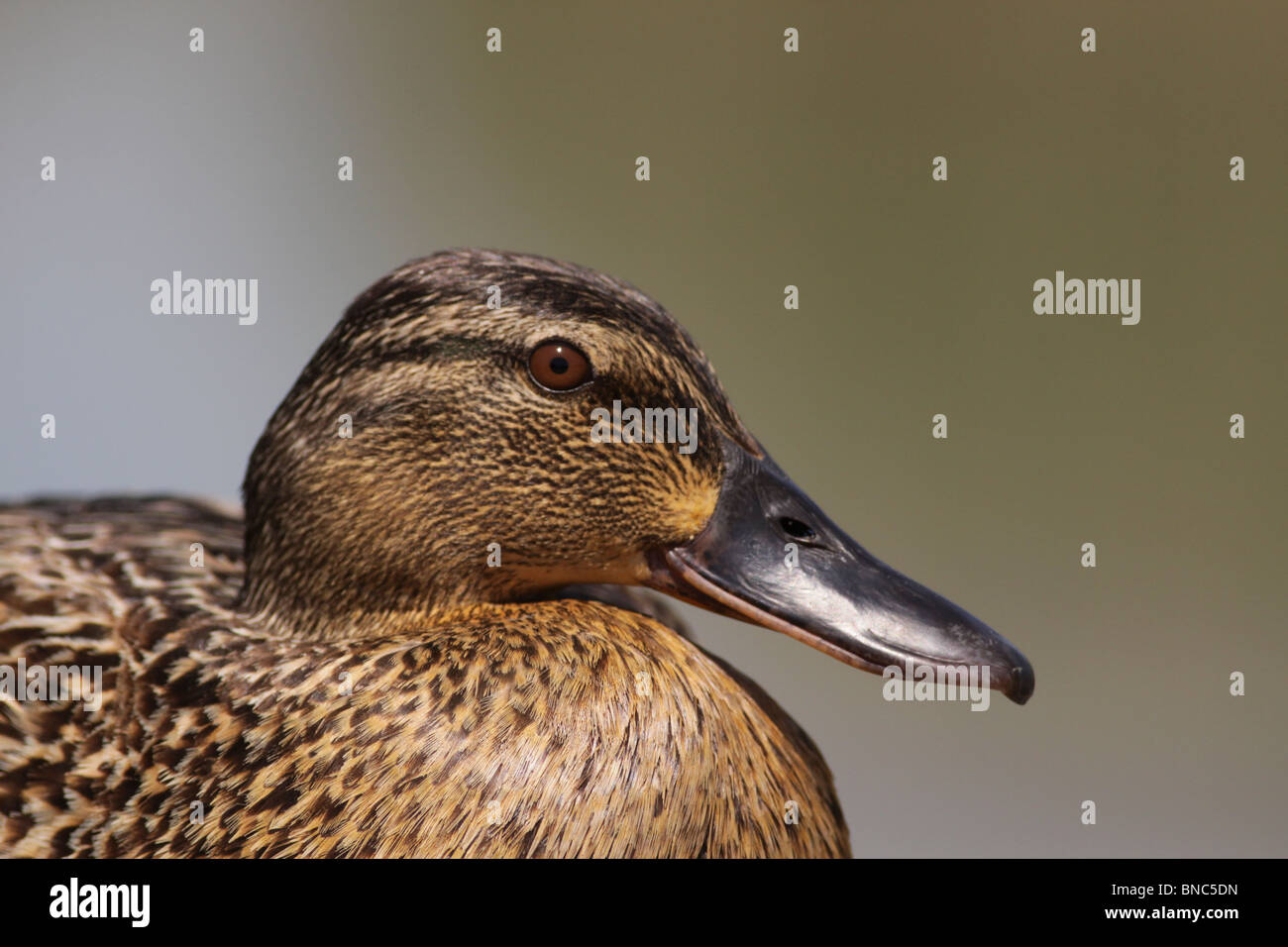 Female woodland duck hi-res stock photography and images - Alamy