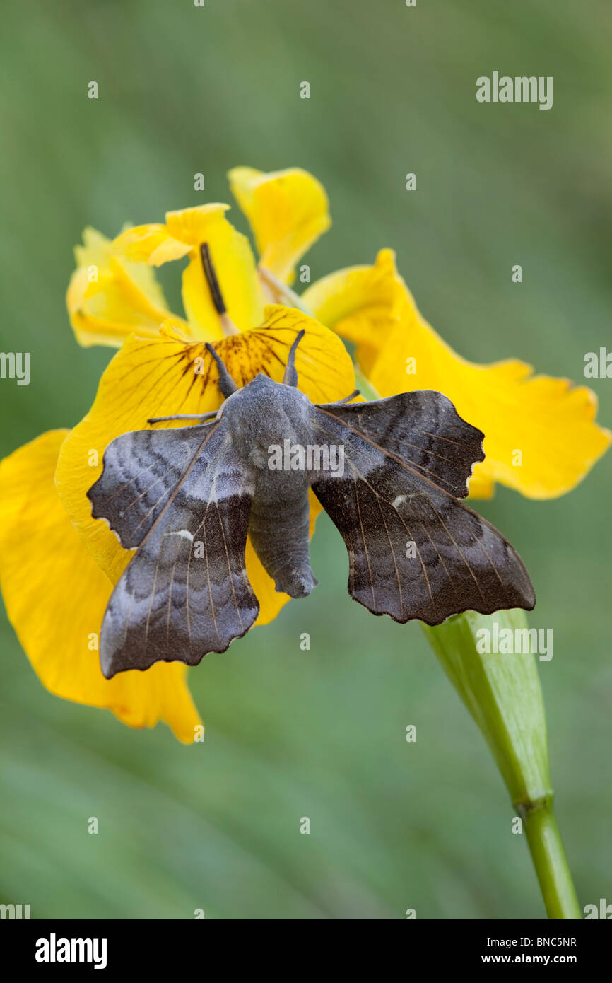 Poplar Hawkmoth; Laothoe populi; on an iris Stock Photo - Alamy