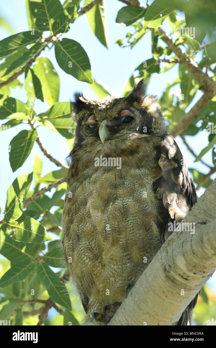 Verreaux's Eagle-Owl, Bubo lacteus, Masai Mara National Reserve, Kenya ...