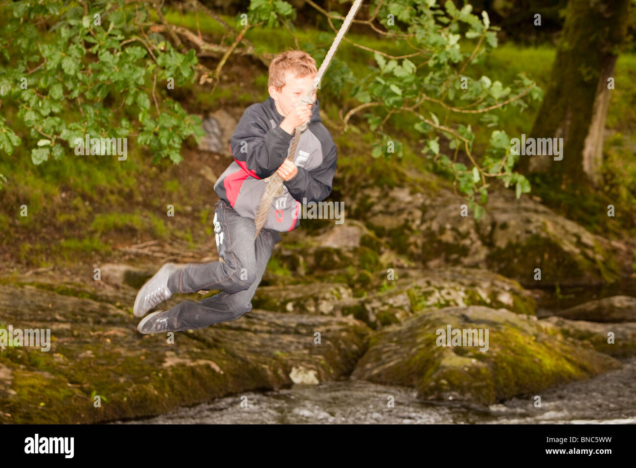 A young boy playing on a rope swing over the river Kent in Staveley ...