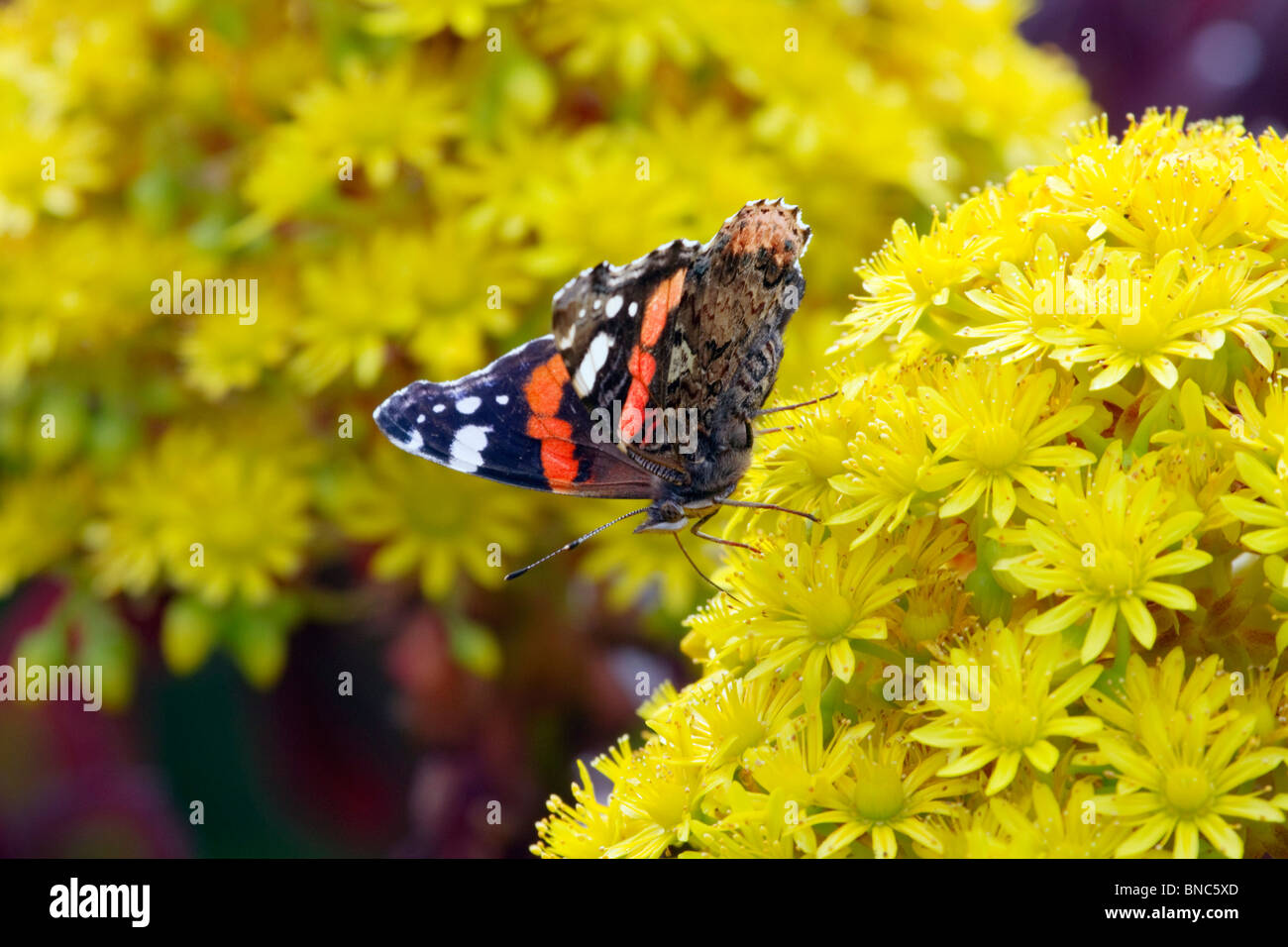 Red Admiral butterfly; Vanessa atalanta; on flowers Stock Photo - Alamy