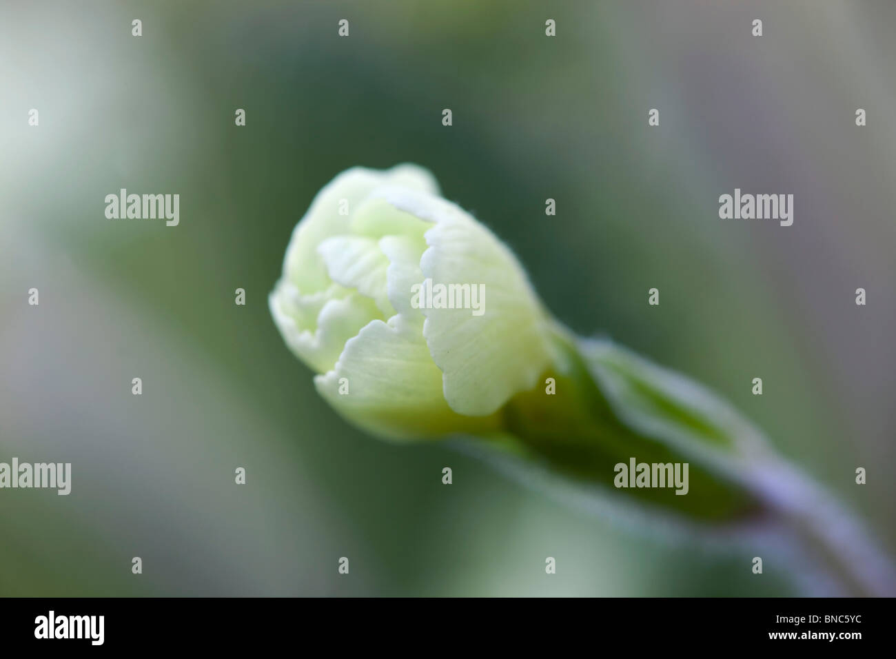 Flower Opening Stock Photos & Flower Opening Stock Images - Alamy