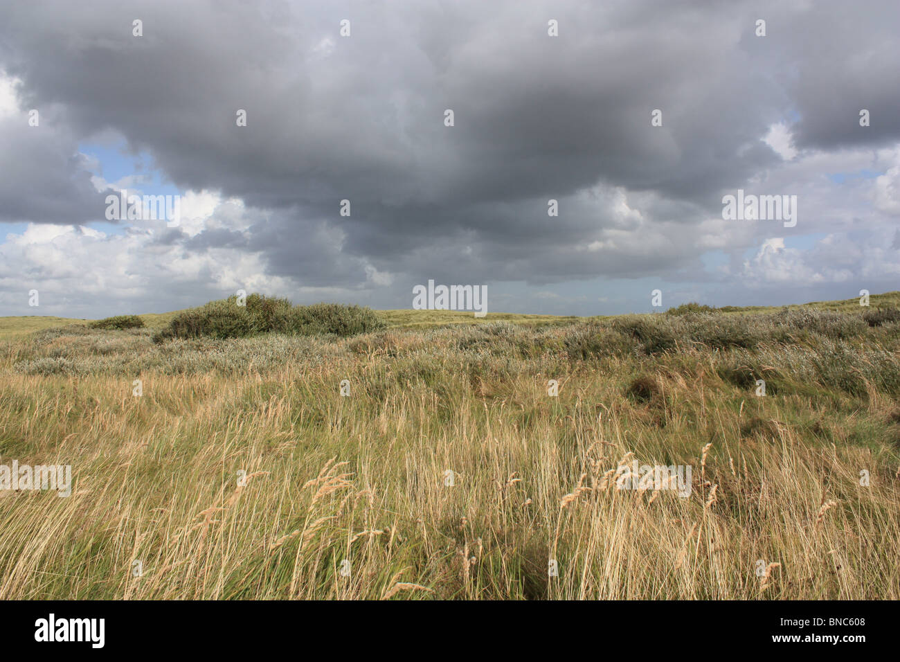 Dutch dunes under dramatic sky of clouds Stock Photo - Alamy
