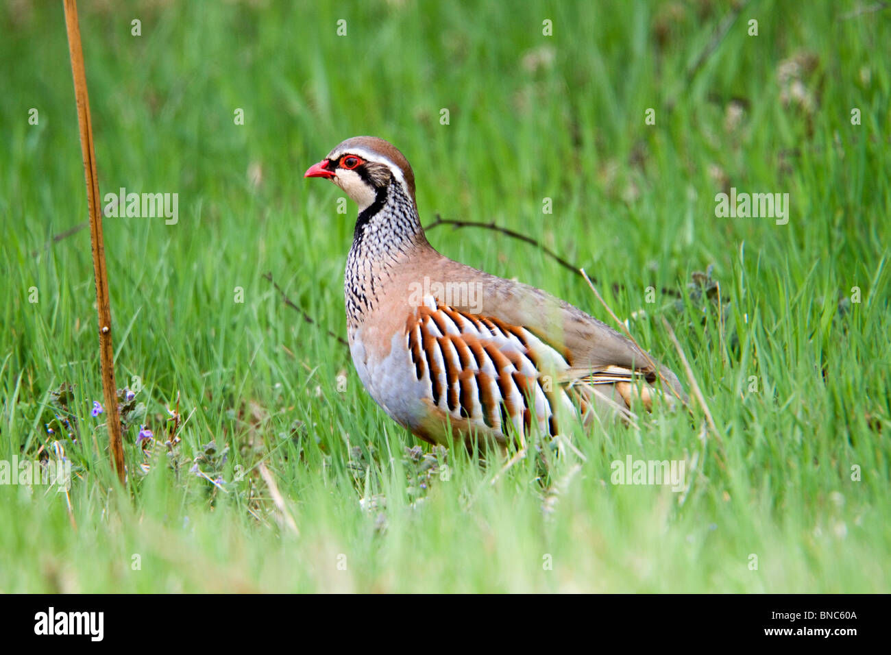 Red legged partridge hi-res stock photography and images - Alamy
