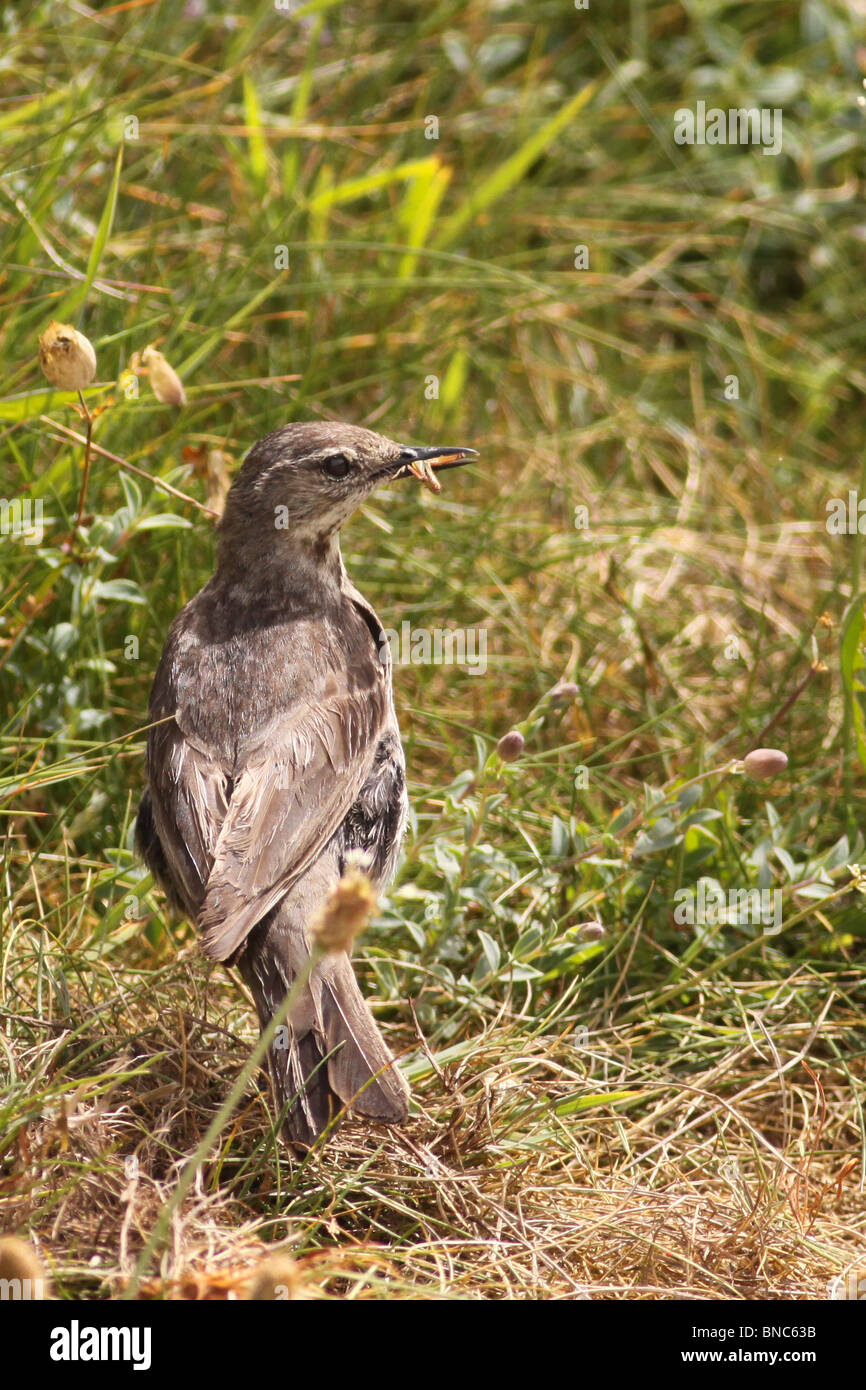 Rock Pipit at Porthleven beach in Cornwall with food for its chick ...