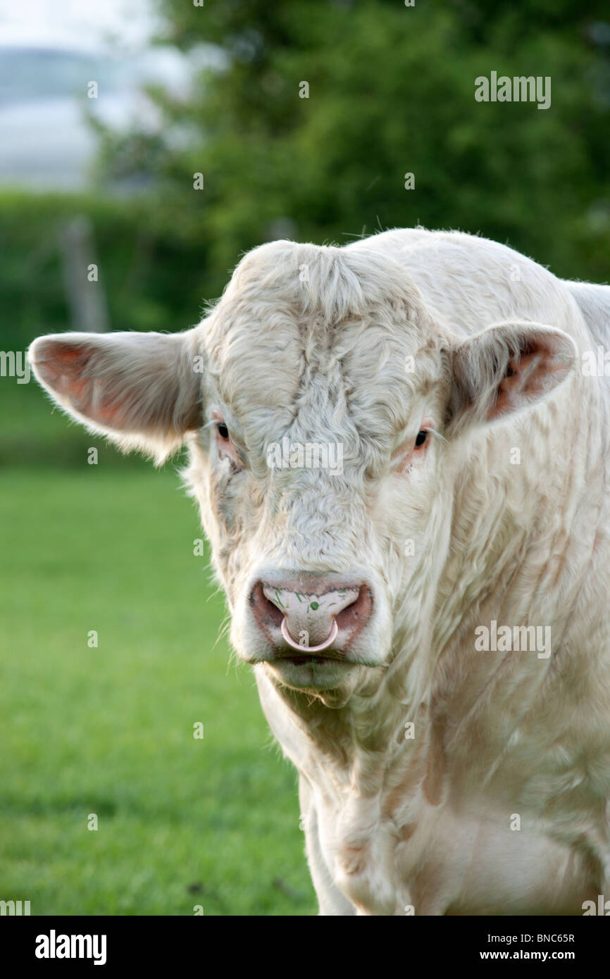 Bull staring at the camera Stock Photo - Alamy