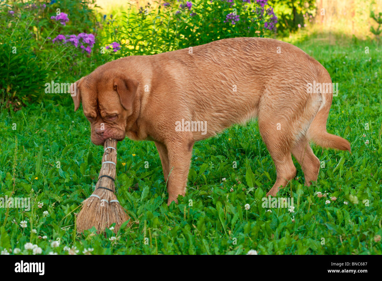 Dog is cleaning the garden with a broom Stock Photo - Alamy