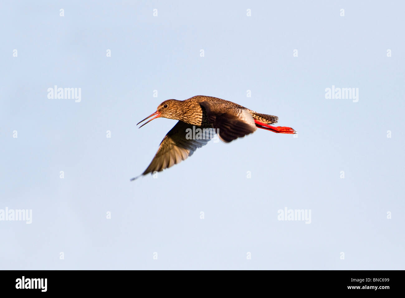 Redshank in flight hi-res stock photography and images - Alamy