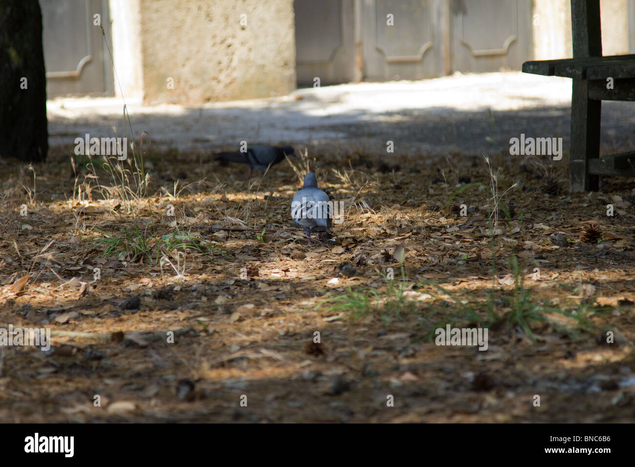 Dove italy hi-res stock photography and images - Alamy