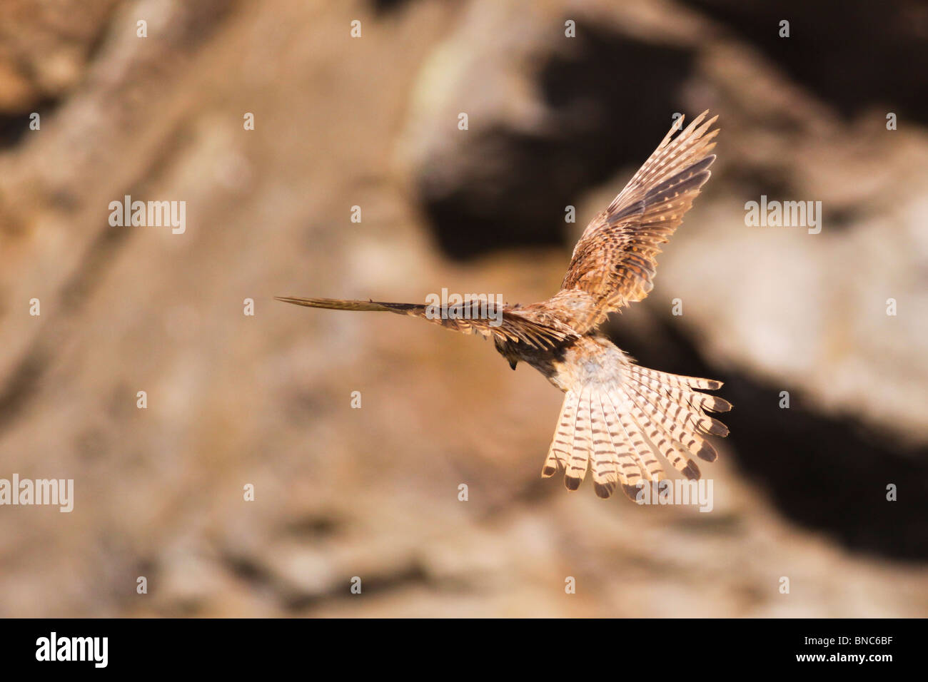 Hovering falcon hi-res stock photography and images - Alamy