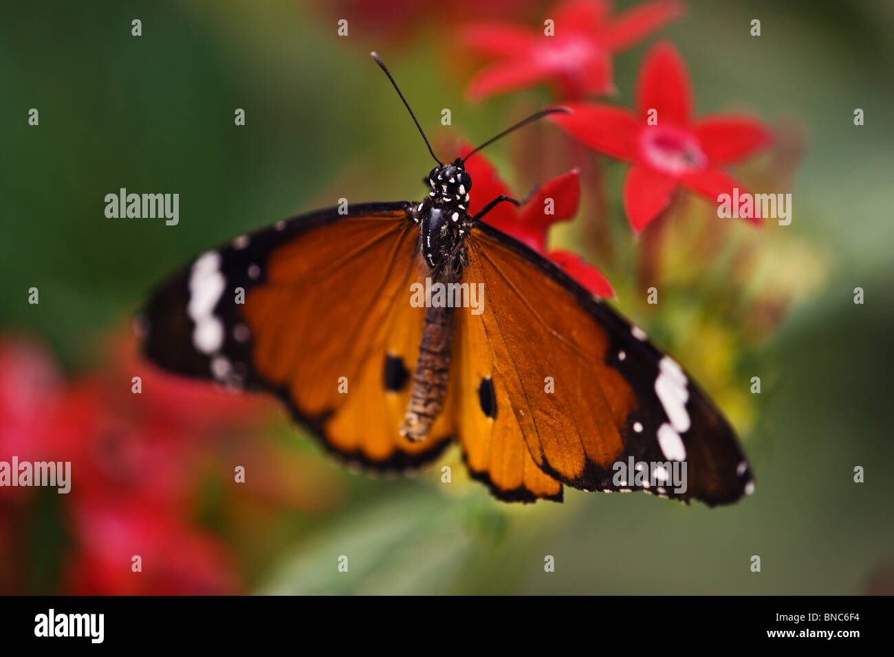 Butterfly monarch insect hi-res stock photography and images - Alamy
