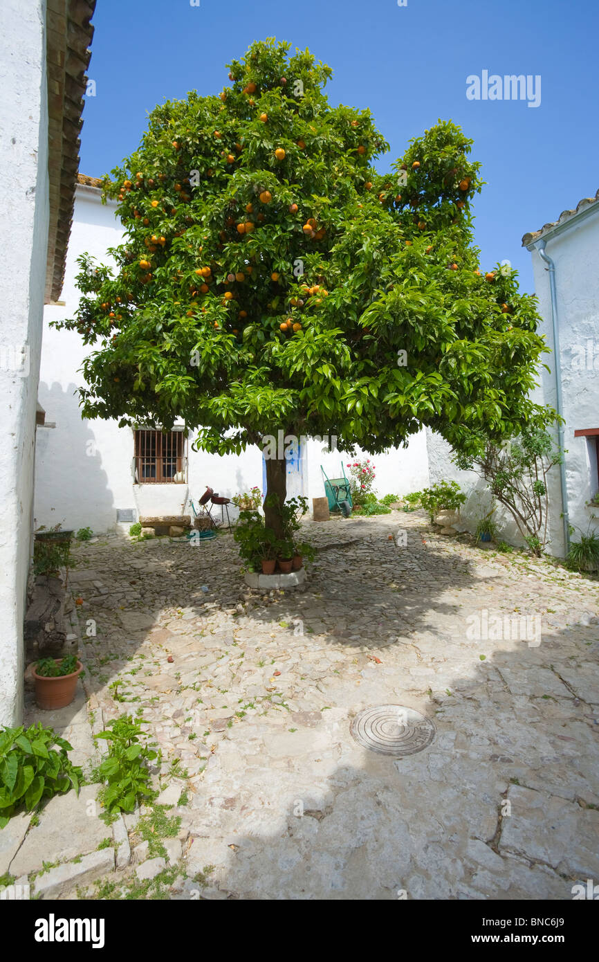 Well Preserved Synonym