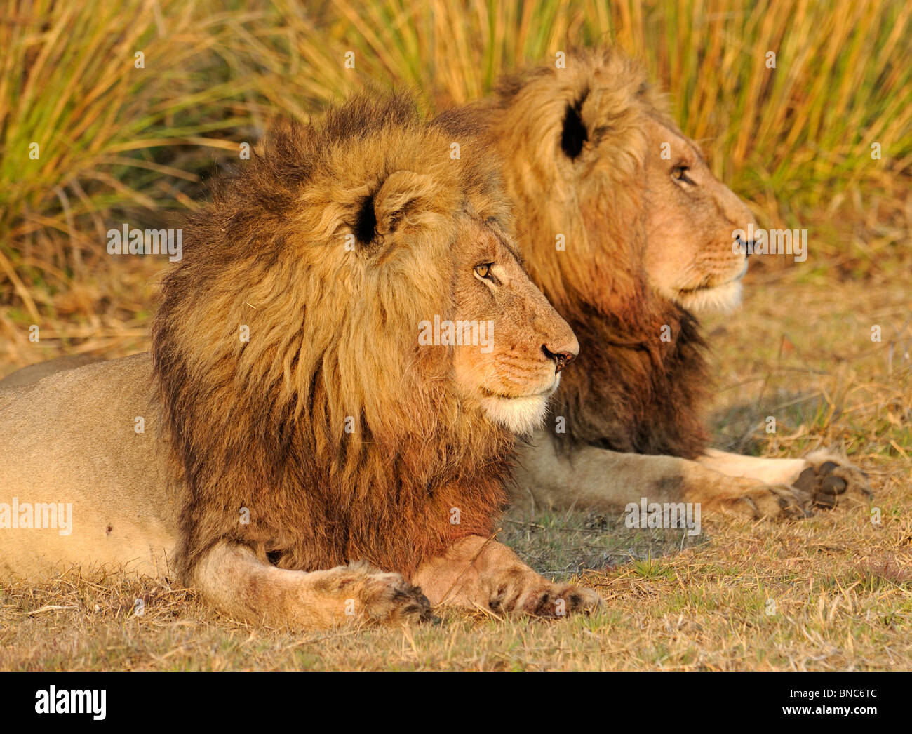 Two lion males (Panthera leo) resting in Busanga Plains, Kafue National ...