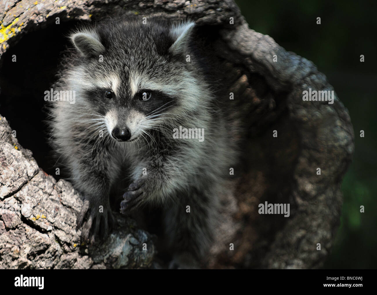 Cute racoon hi-res stock photography and images - Alamy
