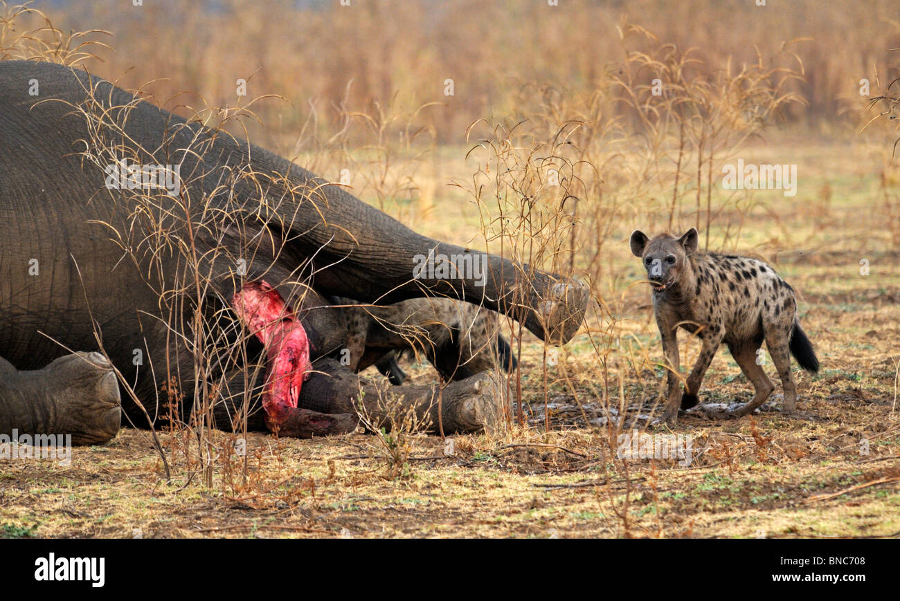 Spotted hyenas (Crocuta crocuta) feeding on dead elephant (Loxodonta ...