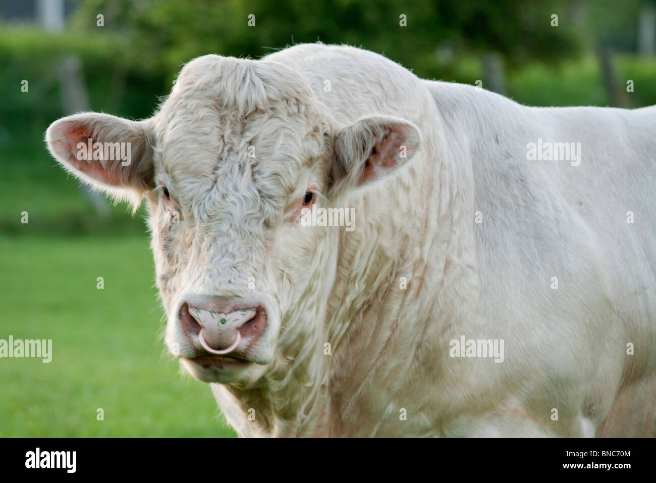 Staring bull hi-res stock photography and images - Alamy