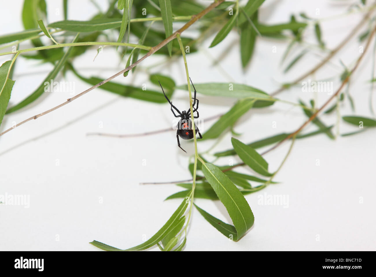 Black Widow Spider on a small willow branch over a white background ...