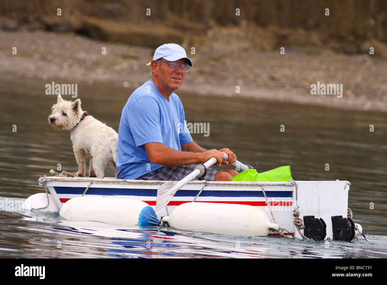 Man in rowing boat with dog in St Mawes harbor Cornwall Stock Photo - Alamy
