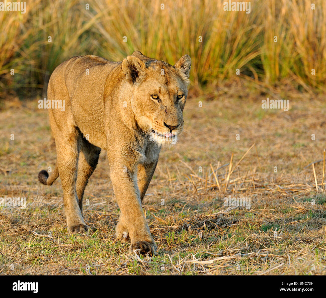 Lioness (Panthera leo) walking in Busanga Plains, Kafue National Park ...