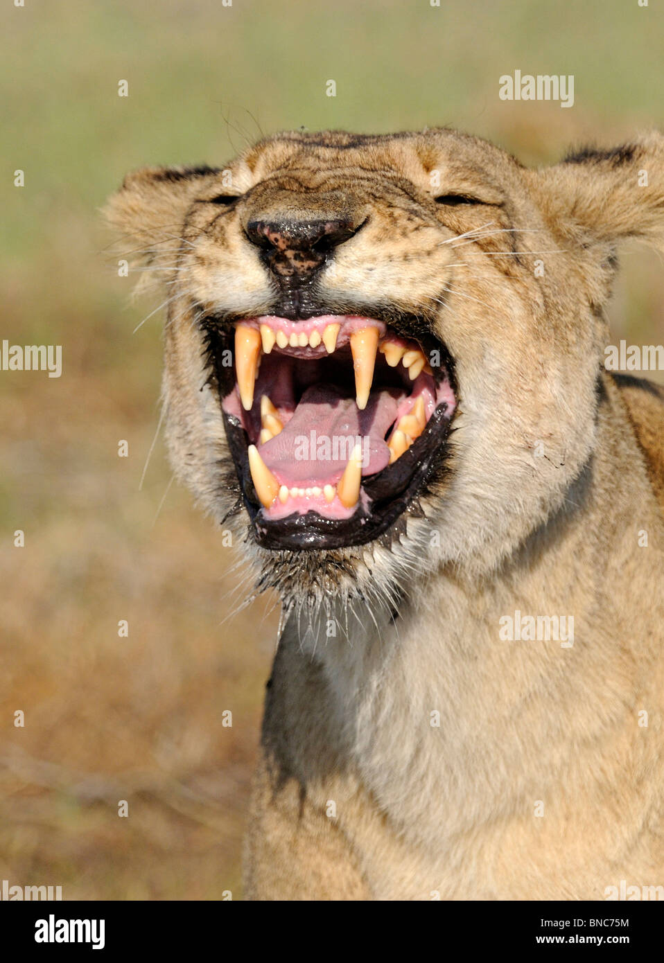 Lioness exposing her teeth (Panthera leo), Kafue National Park, Zambia ...