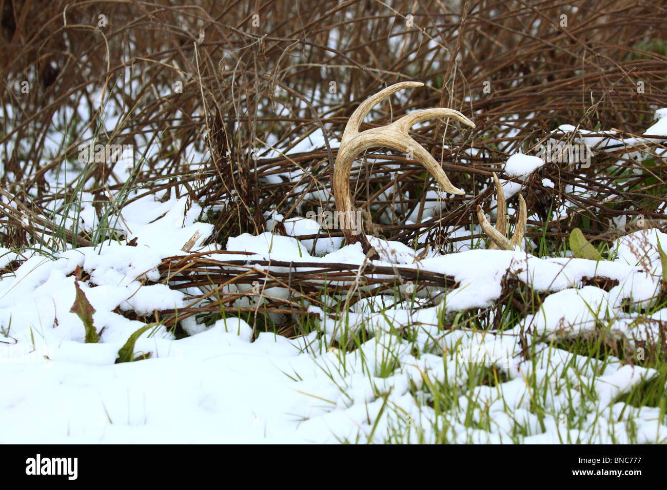 Whitetail deer antlers in snow with brush in foreground and background ...