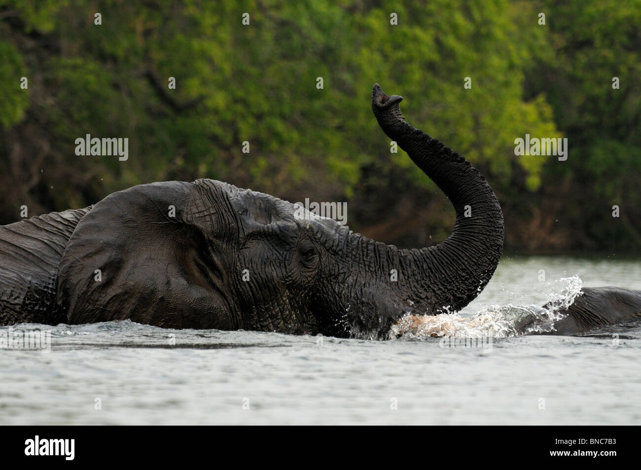 African elephant (Loxodonta africana) crossing the Lunga River, Kafue ...