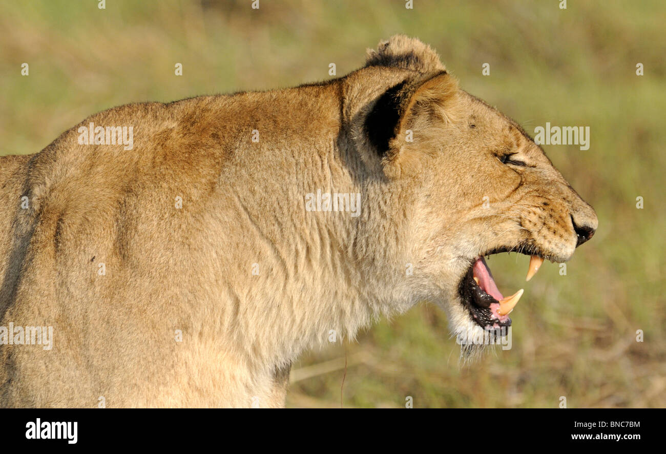Lioness exposing her teeth (Panthera leo), Kafue National Park, Zambia ...