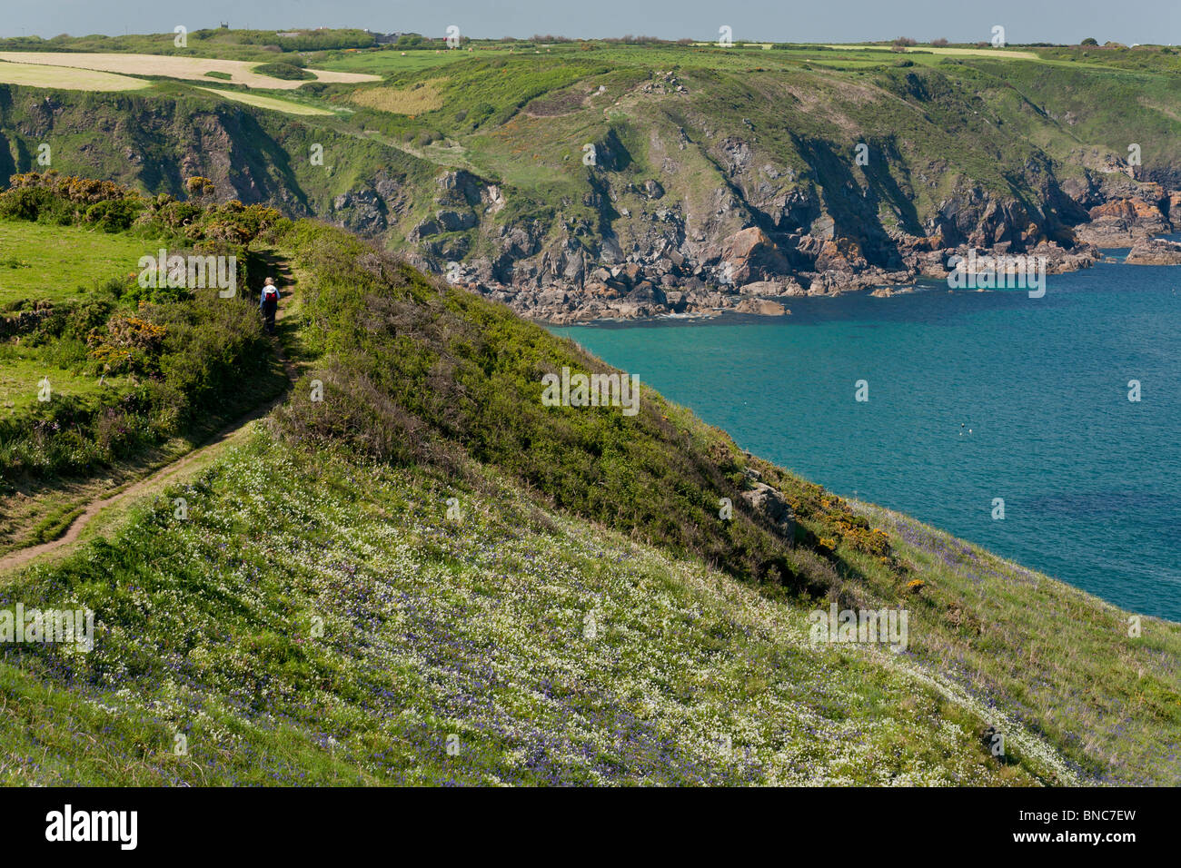 Walking the Cornwall Coast Path . A walker makes her way along the ...